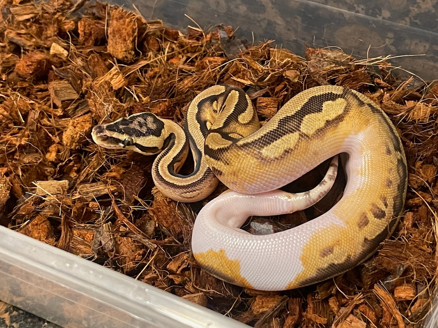 Enchi Pied Het Clown Ball Python by Fast Lane Constrictors - MorphMarket
