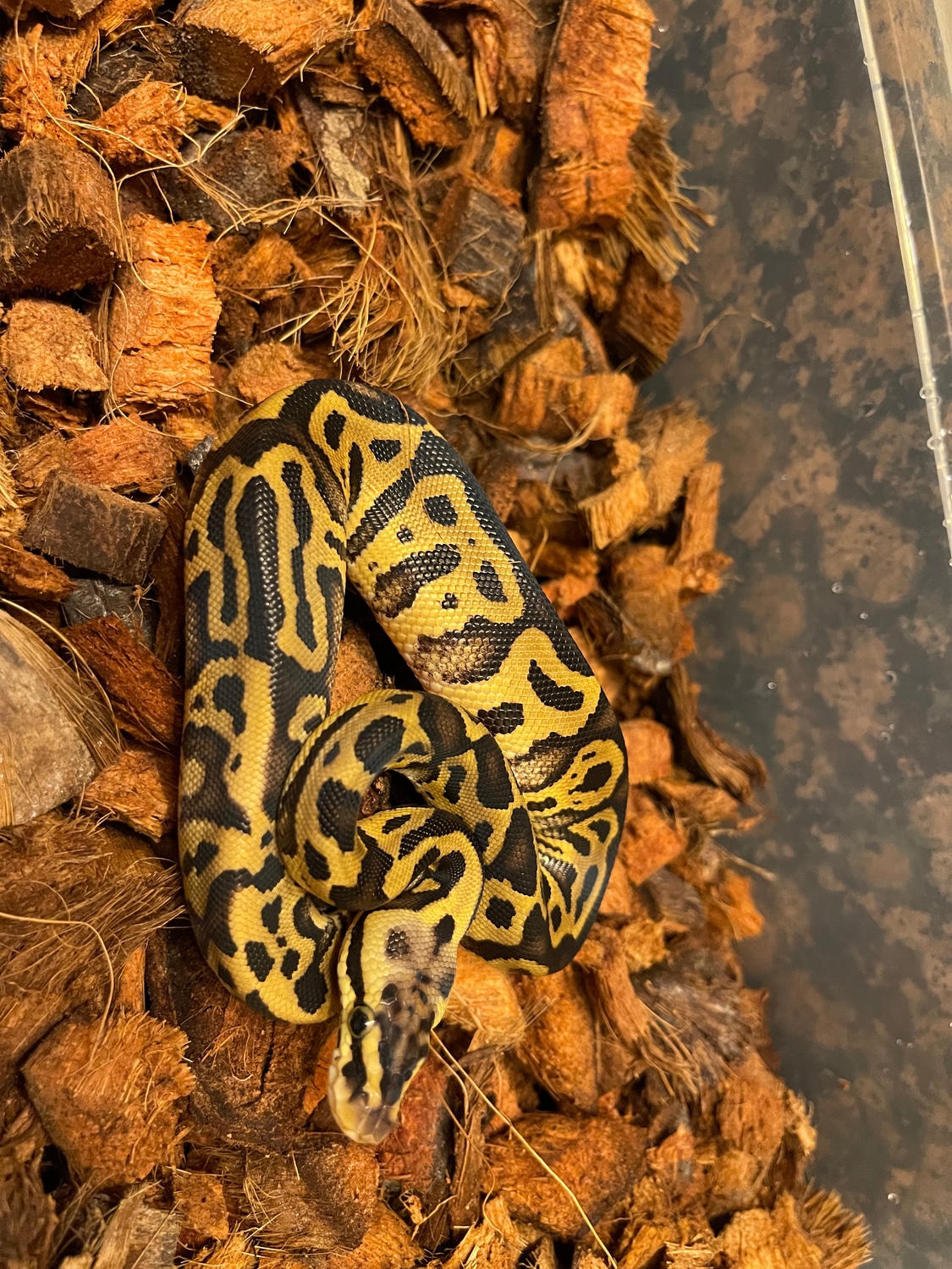 Pastel Leopard Dh Clown Pied Ball Python by Fast Lane Constrictors ...