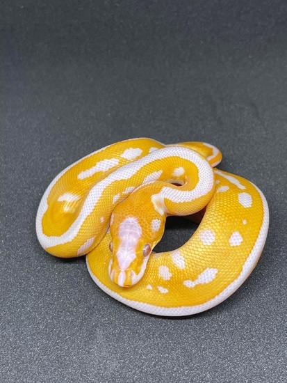 Leopard Lavender Clown Het Pied Ball Python by Fast Lane Constrictors