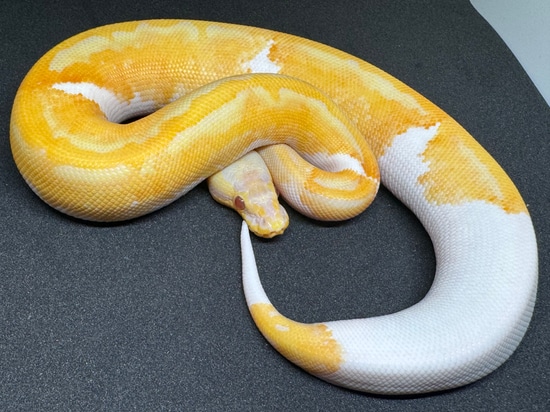 Pastel Yb Lavender Pied Ball Python by Fast Lane Constrictors