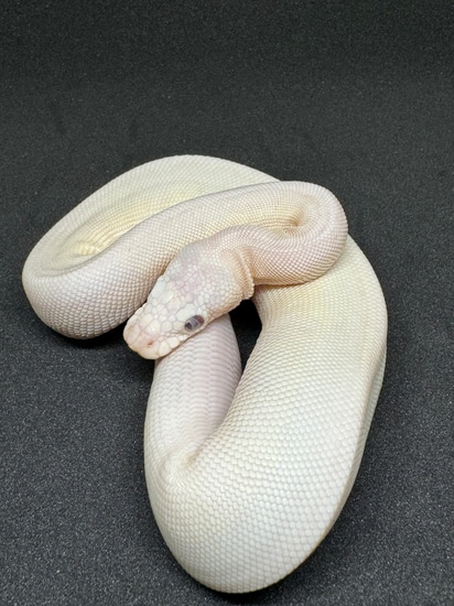 Super Lesser Clown Ball Python by Fast Lane Constrictors