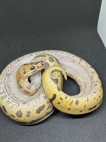 Fire Batman Ball Python by Fast Lane Constrictors