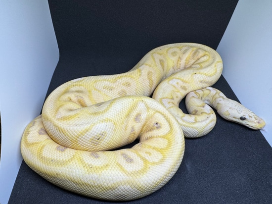 Female Pastel Banana Clown Ball Python by Fast Lane Constrictors