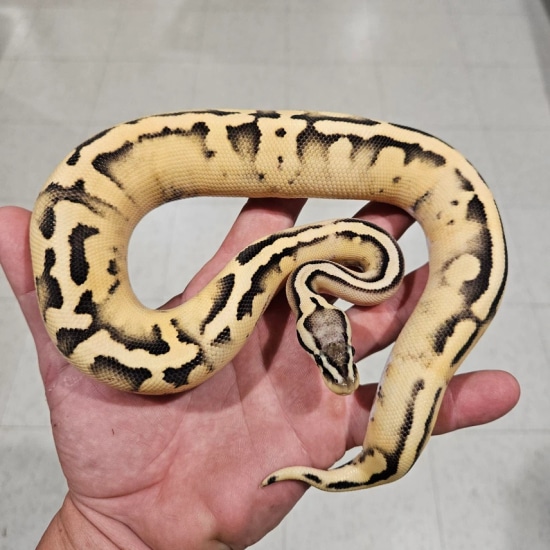 Pastel Desert Ghost Pied Ball Python by Fast Lane Constrictors