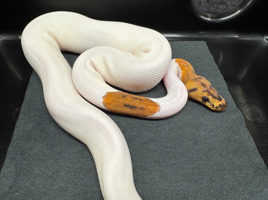 Clown Pied Het Hypo Ball Python by Fast Lane Constrictors