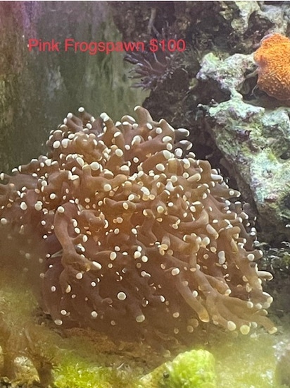 Pink Frogspawn Lps by KSR Reptiles