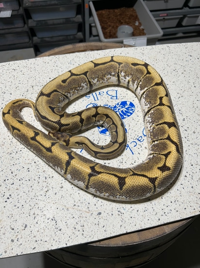 Spider Het TSK Axanthic PROVEN RTB Ball Python by Backwoods Balls