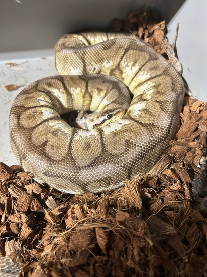 Pastel Cinnamon Spider Ball Python by Backwoods Balls