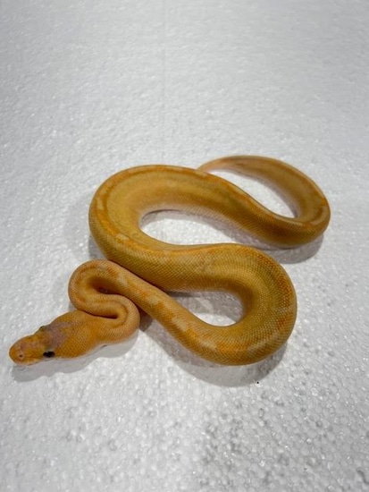 Banana Champagne Het Black Axanthic/TSK Ball Python by Backwoods Balls