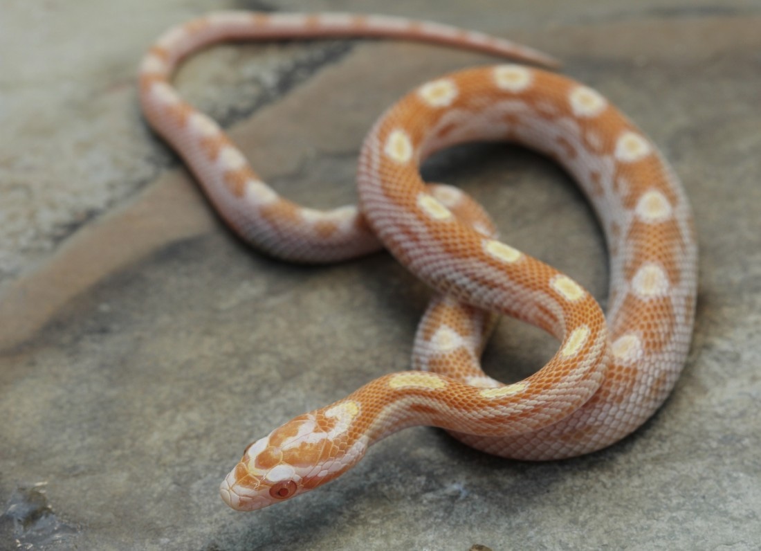 Butter Motley Corn Snake by Third Eye Herptile Propagation - MorphMarket