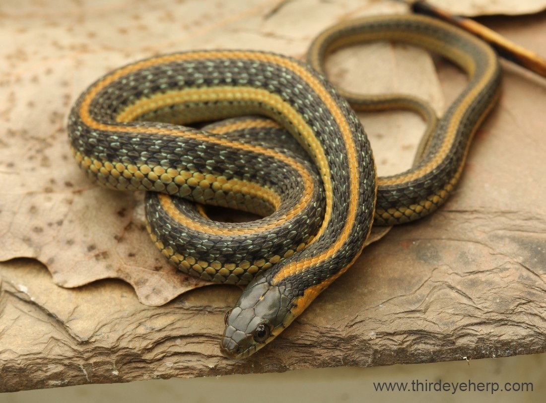 Aquatic Garter Snake by Third Eye Herptile Propagation - MorphMarket