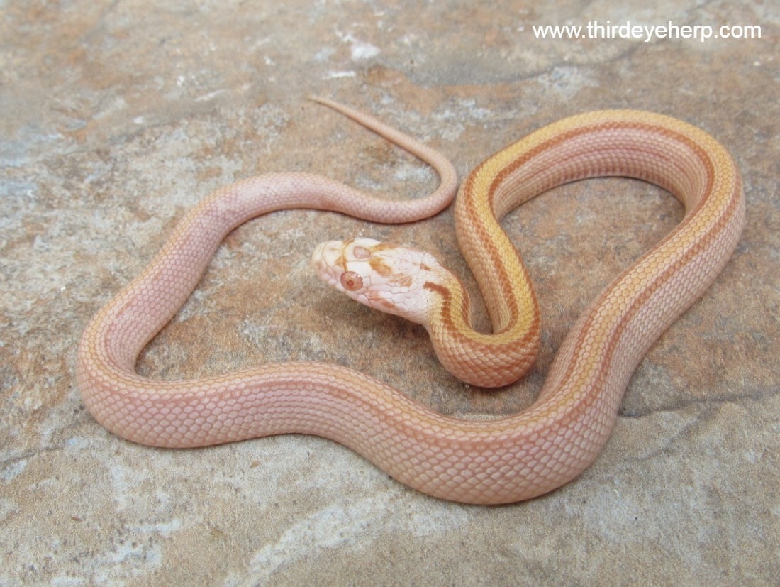 Butter Stripe Corn Snake by Third Eye Herptile Propagation - MorphMarket