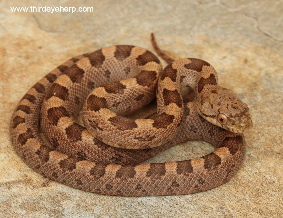 Everglades Eastern Rat Snake by Third Eye Herptile Propagation ...