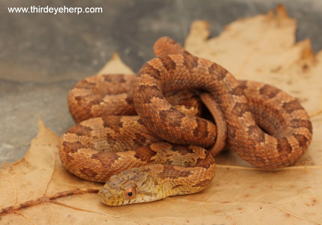 Everglades Eastern Rat Snake by Third Eye Herptile Propagation ...
