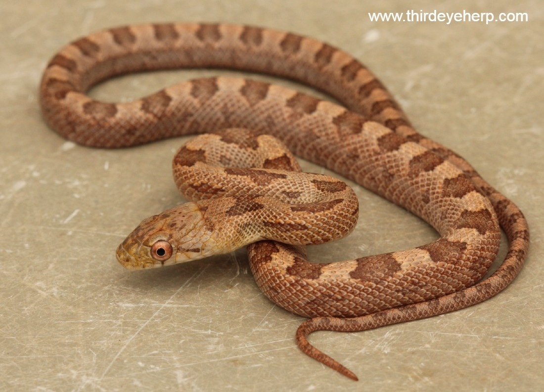 Everglades Eastern Rat Snake by Third Eye Herptile Propagation ...