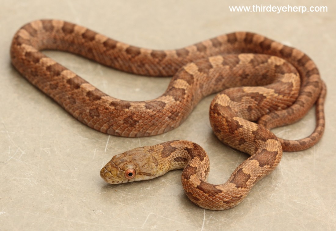Everglades Eastern Rat Snake by Third Eye Herptile Propagation ...