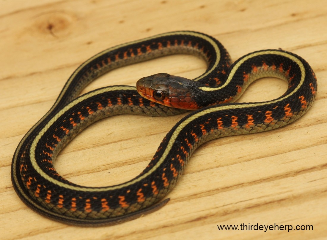 Oregon Red-spotted Garter Snake by Third Eye Herptile Propagation ...