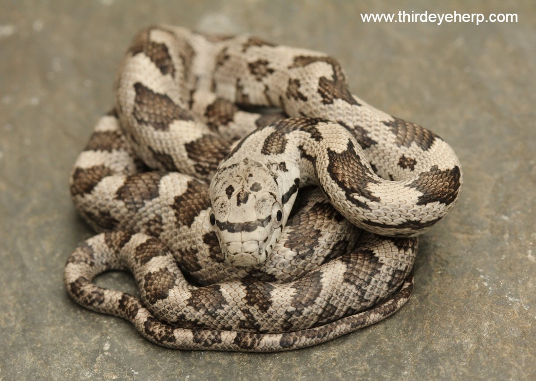 White Oaks Gray Rat Snake by Third Eye Herptile Propagation - MorphMarket