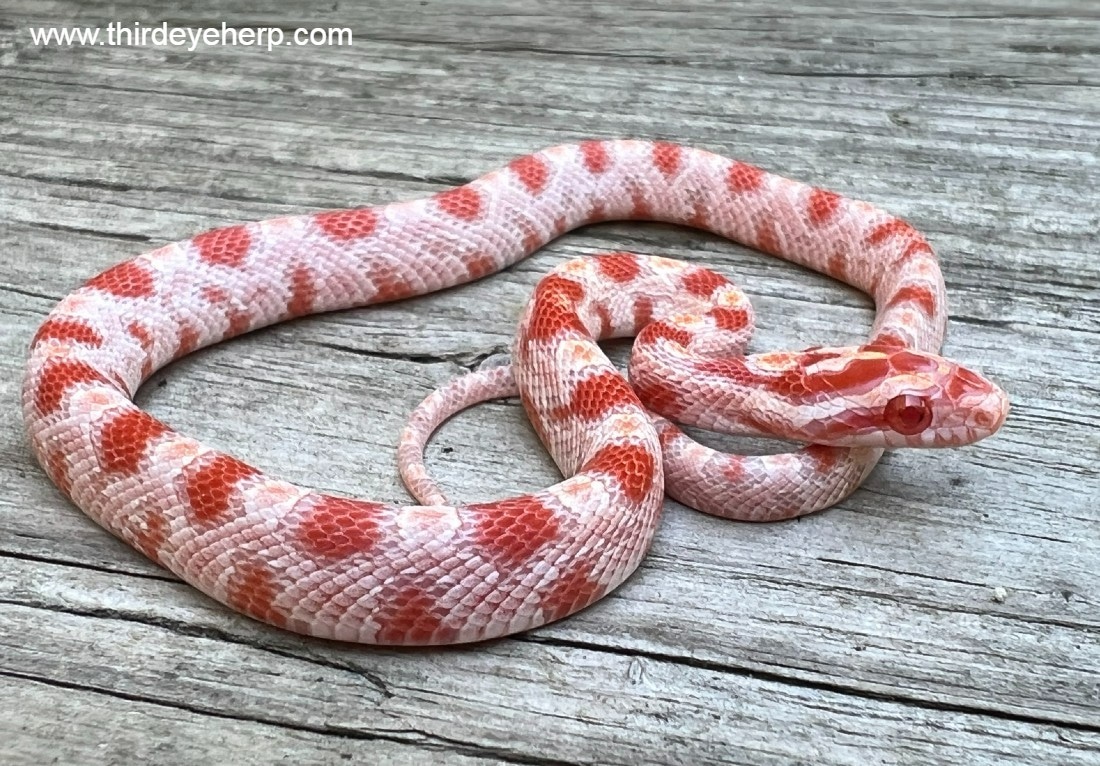 Albino Corn Snake by Third Eye Herptile Propagation - MorphMarket