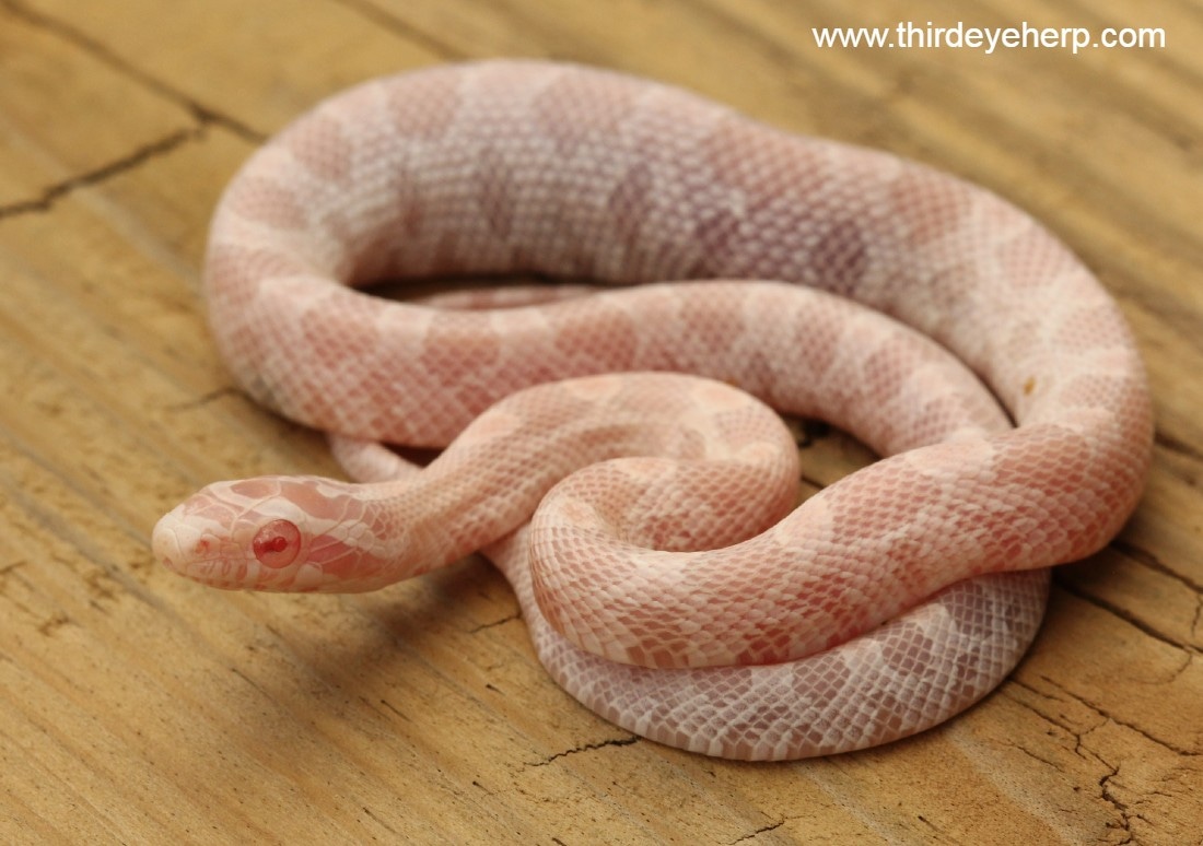 Coral Snow Corn Snake by Third Eye Herptile Propagation - MorphMarket