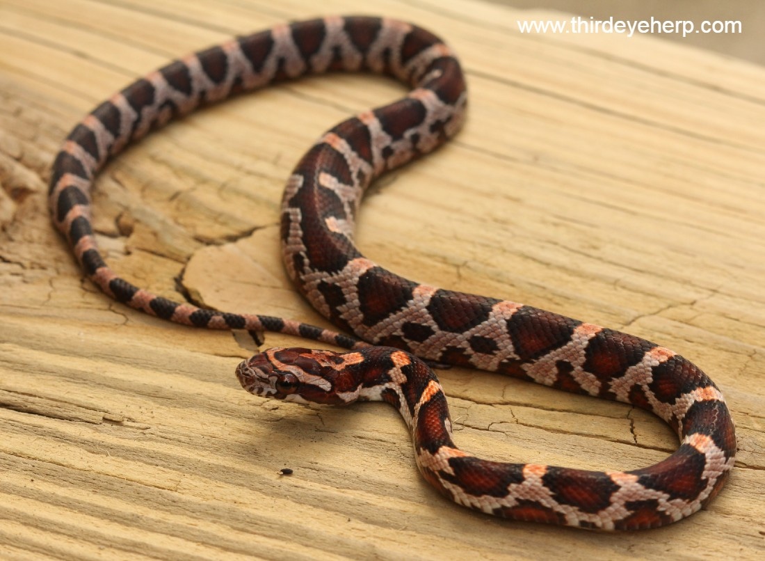 Normal Corn Snake by Third Eye Herptile Propagation - MorphMarket