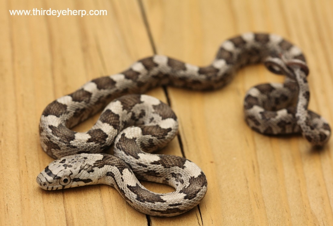 White Oaks Gray Rat Snake by Third Eye Herptile Propagation - MorphMarket