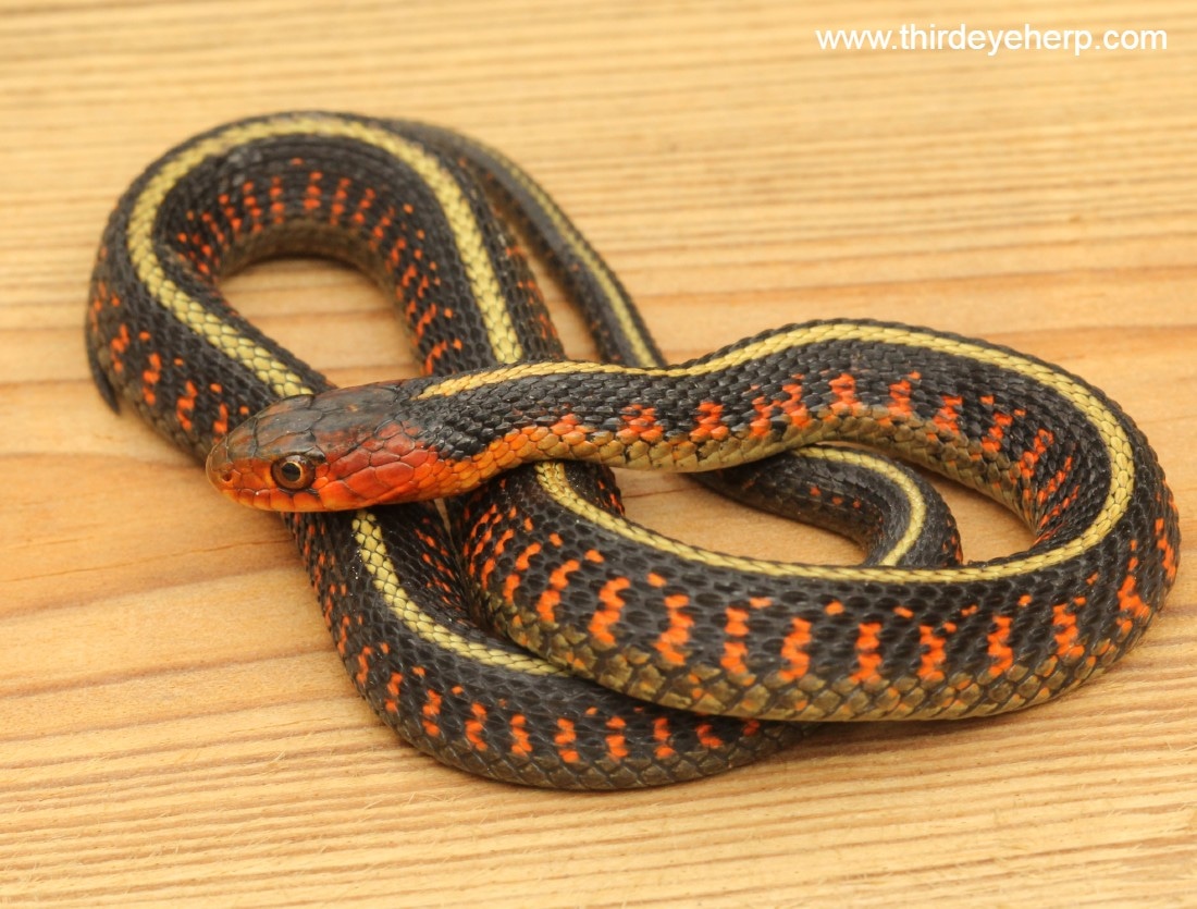 Oregon Red-spotted Garter Snake by Third Eye Herptile Propagation ...