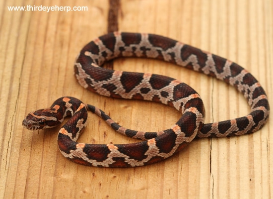 Normal Corn Snake by Third Eye Herptile Propagation