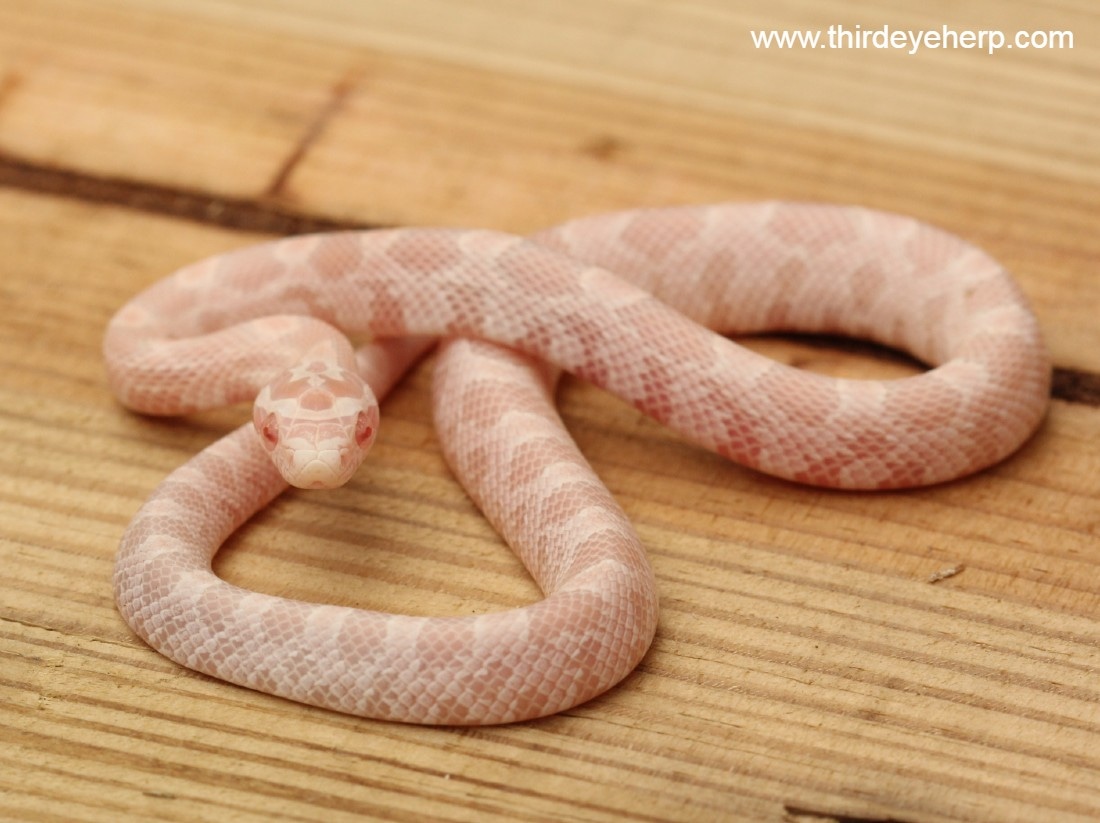 Snow Corn Snake by Third Eye Herptile Propagation - MorphMarket