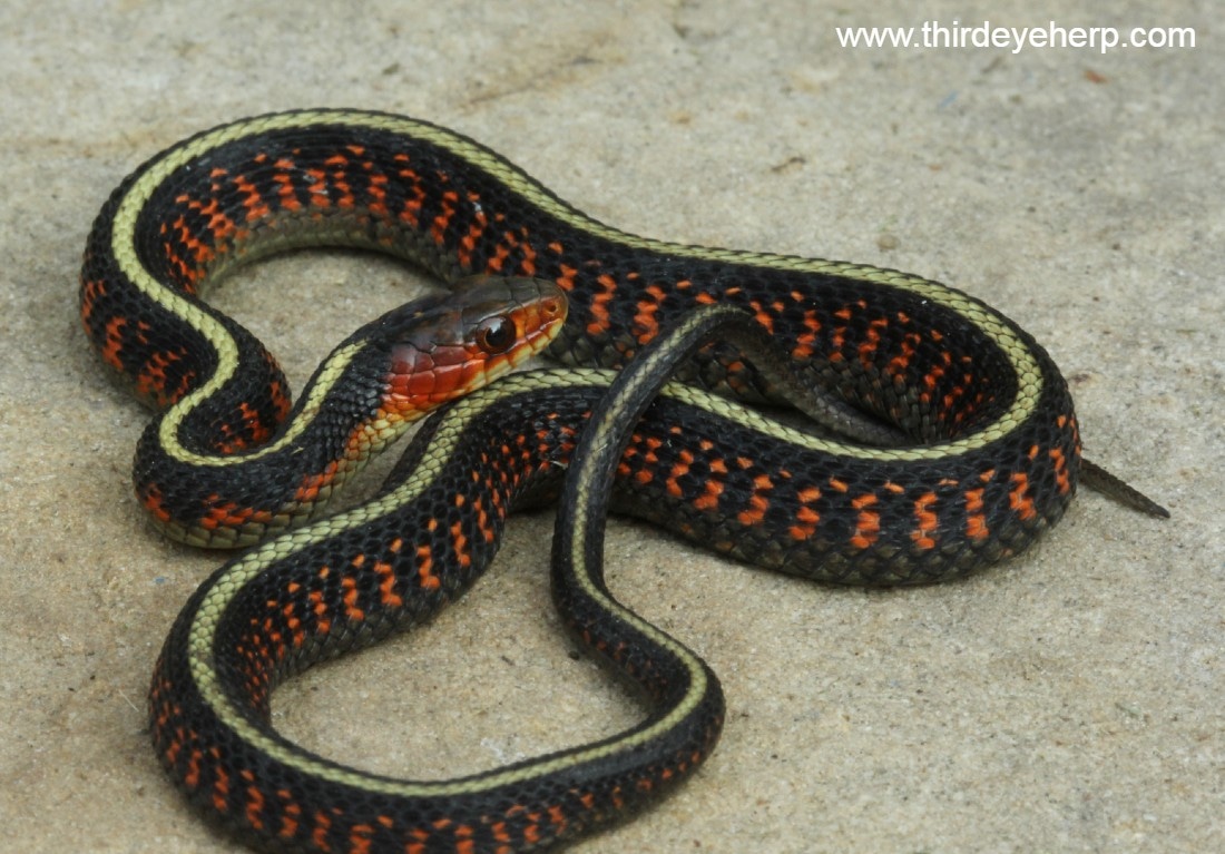 Oregon Red-spotted Garter Snake by Third Eye Herptile Propagation ...