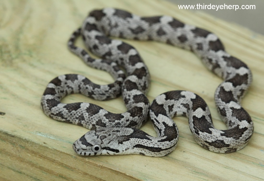 White Oaks Gray Rat Snake by Third Eye Herptile Propagation - MorphMarket