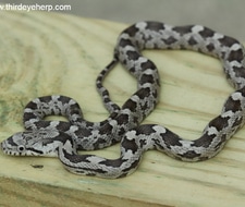 White Oaks Gray Rat Snake by Third Eye Herptile Propagation - MorphMarket