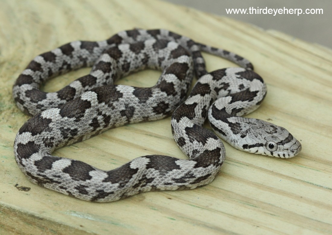 White Oaks Gray Rat Snake by Third Eye Herptile Propagation - MorphMarket