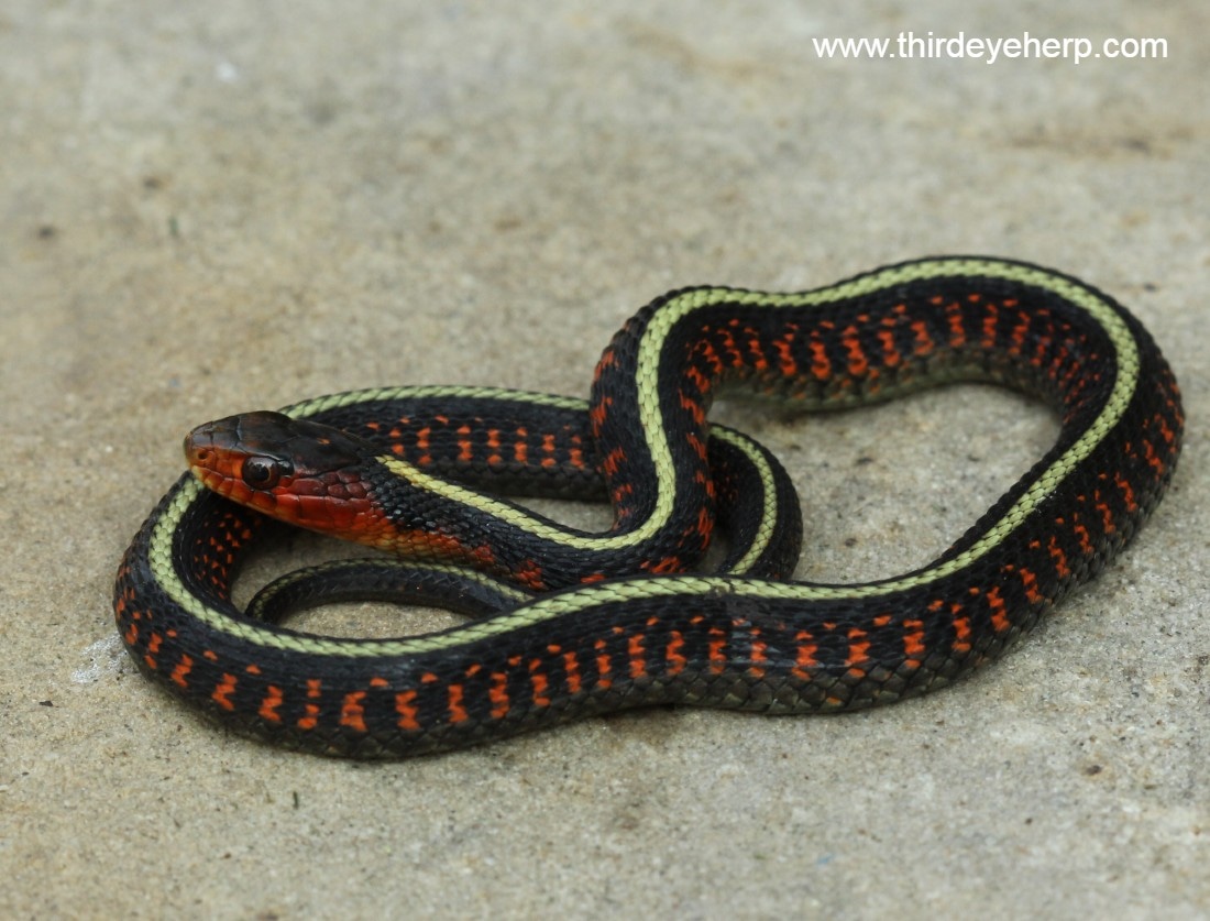 Oregon Red-spotted Garter Snake by Third Eye Herptile Propagation ...