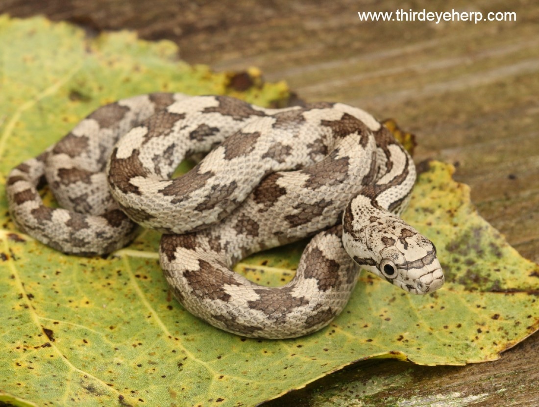 White Oaks Gray Rat Snake by Third Eye Herptile Propagation - MorphMarket