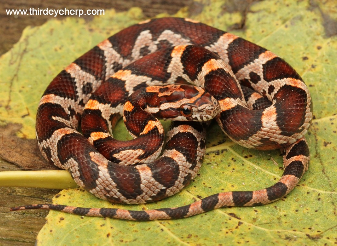 Normal Corn Snake by Third Eye Herptile Propagation - MorphMarket