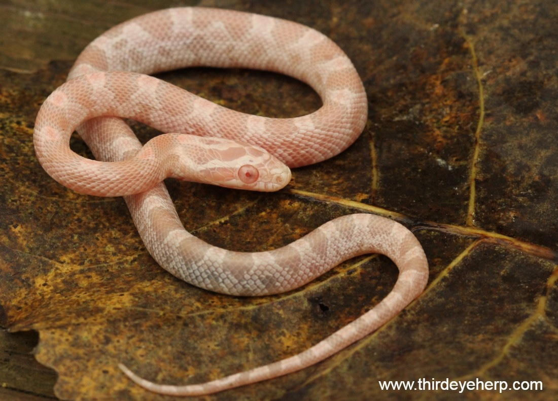 Snow Corn Snake by Third Eye Herptile Propagation - MorphMarket