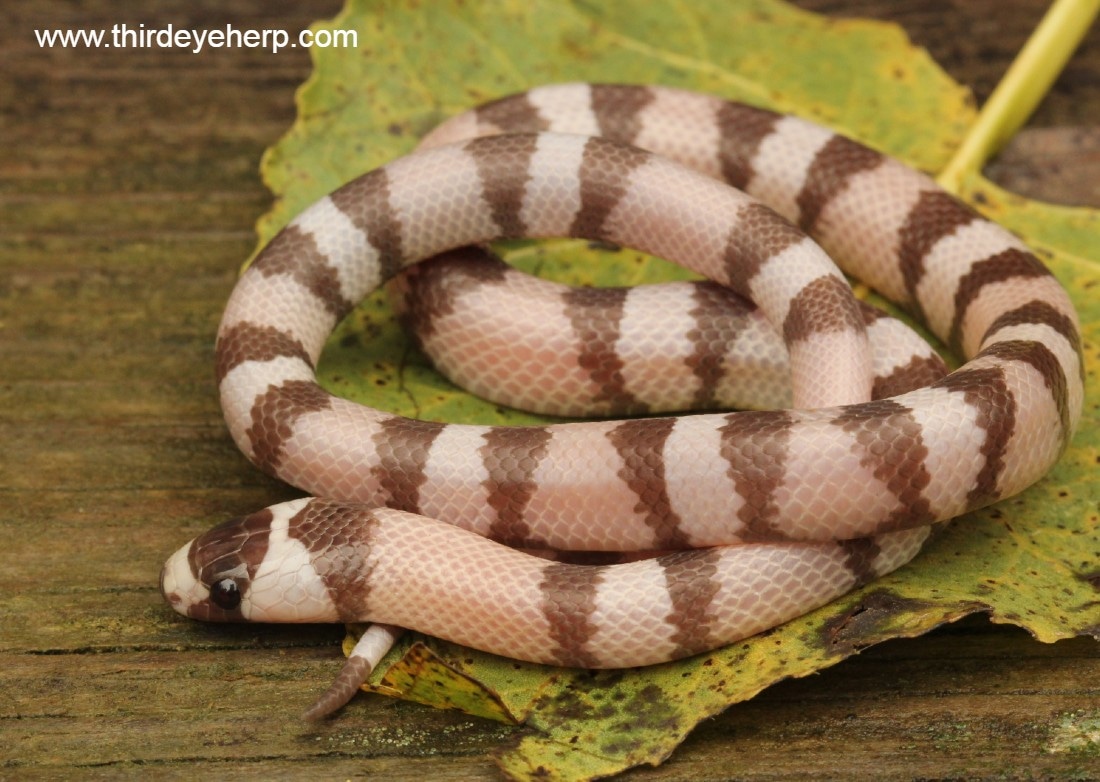 Ghost Honduran Milk Snake by Third Eye Herptile Propagation - MorphMarket