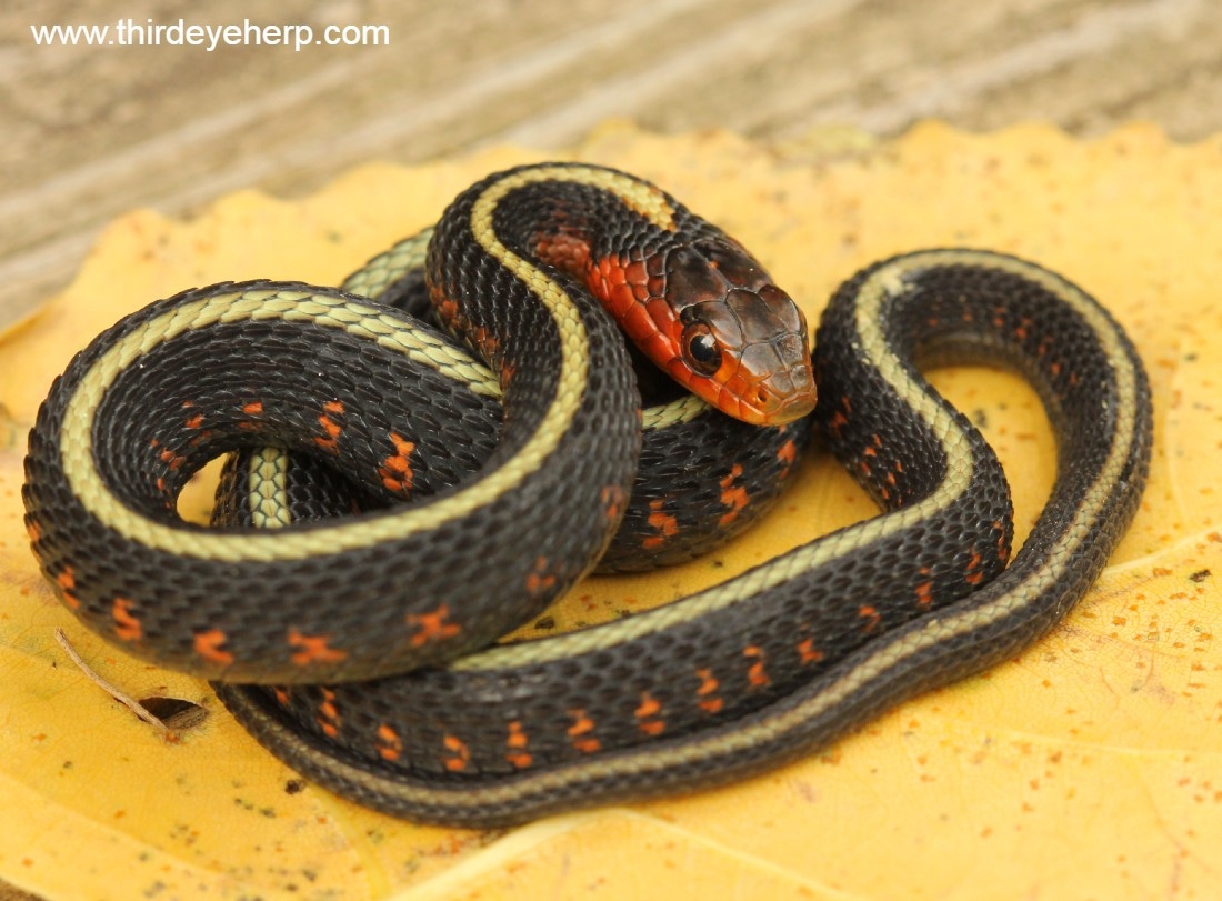 Oregon Red-spotted Garter Snake by Third Eye Herptile Propagation ...