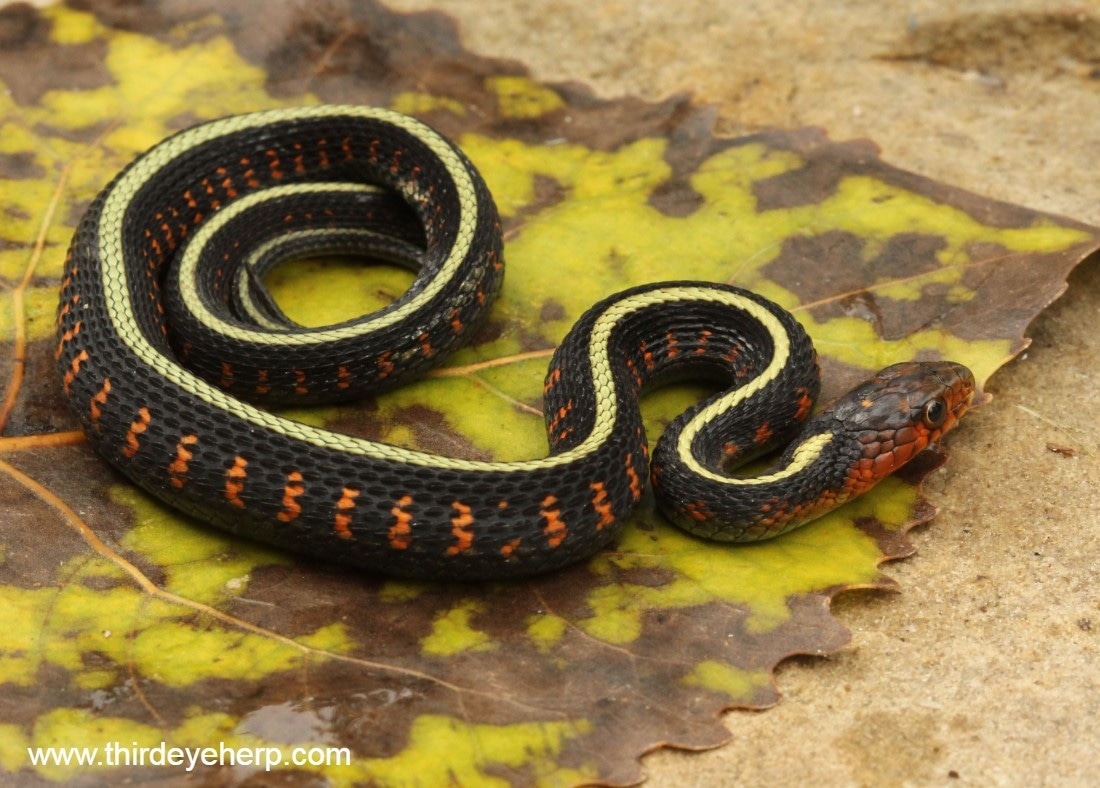 Oregon Red-spotted Garter Snake by Third Eye Herptile Propagation ...