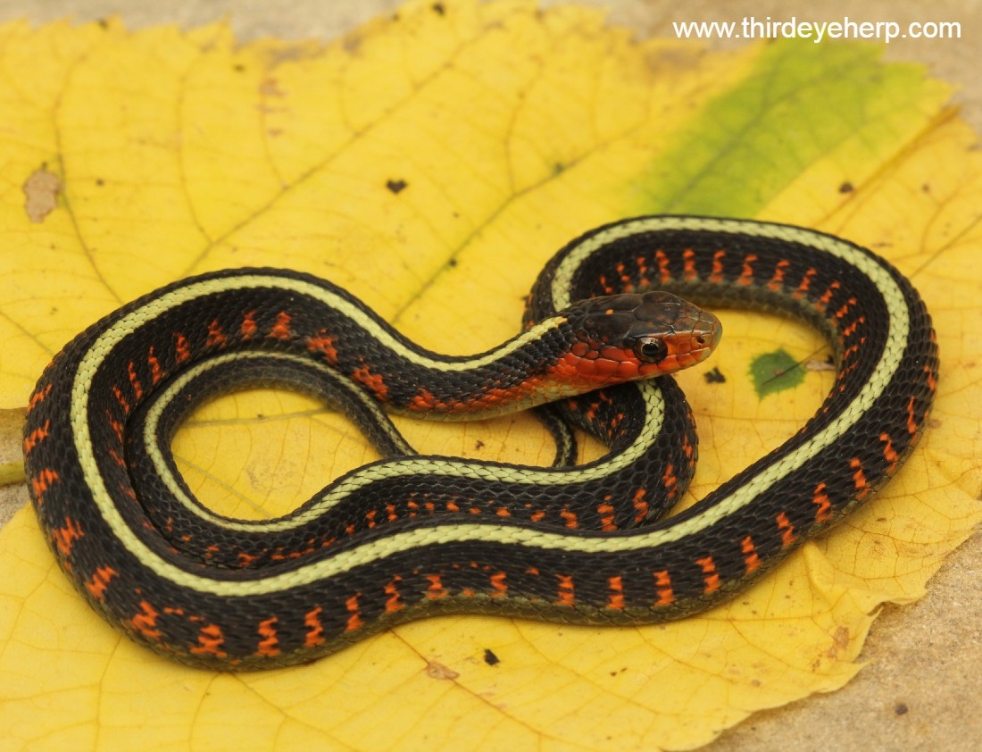 Oregon Red-spotted Garter Snake by Third Eye Herptile Propagation ...