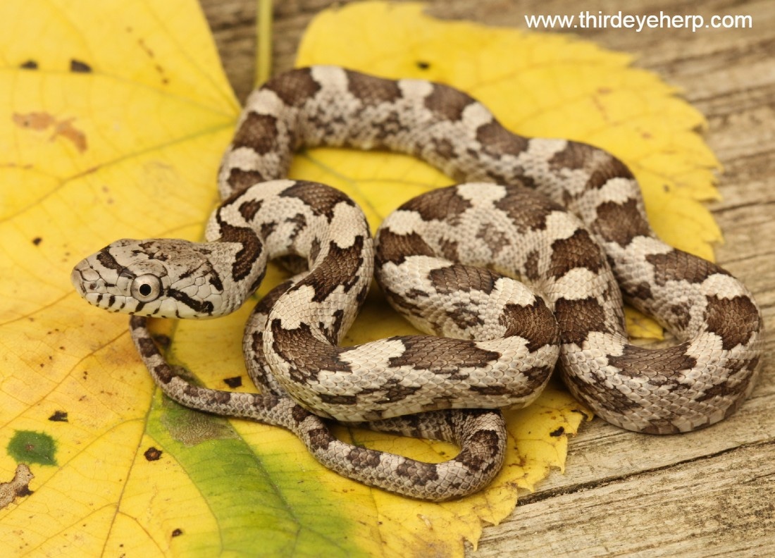 White Oaks Gray Rat Snake by Third Eye Herptile Propagation - MorphMarket