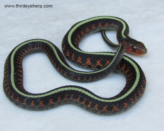 Oregon Red-spotted Garter Snake by Third Eye Herptile Propagation
