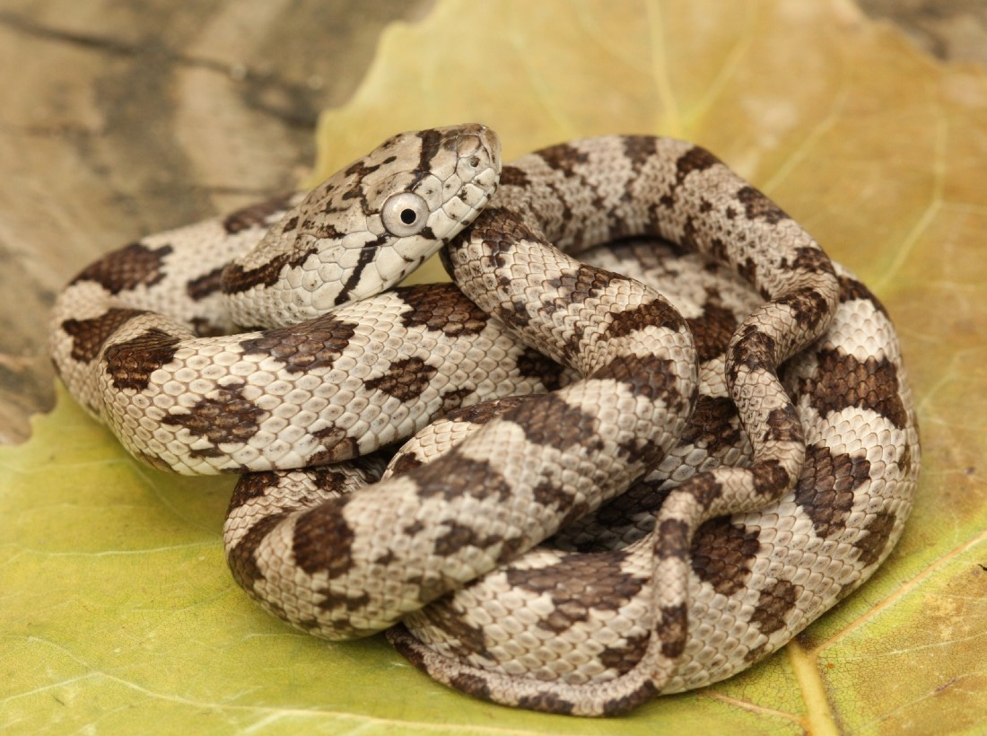 White Oaks Gray Rat Snake by Third Eye Herptile Propagation - MorphMarket