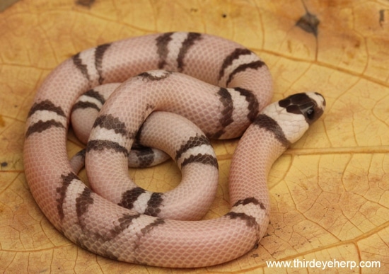 Ghost Honduran Milk Snake by Third Eye Herptile Propagation