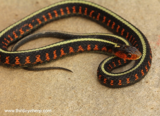 Oregon Red-spotted Garter Snake by Third Eye Herptile Propagation