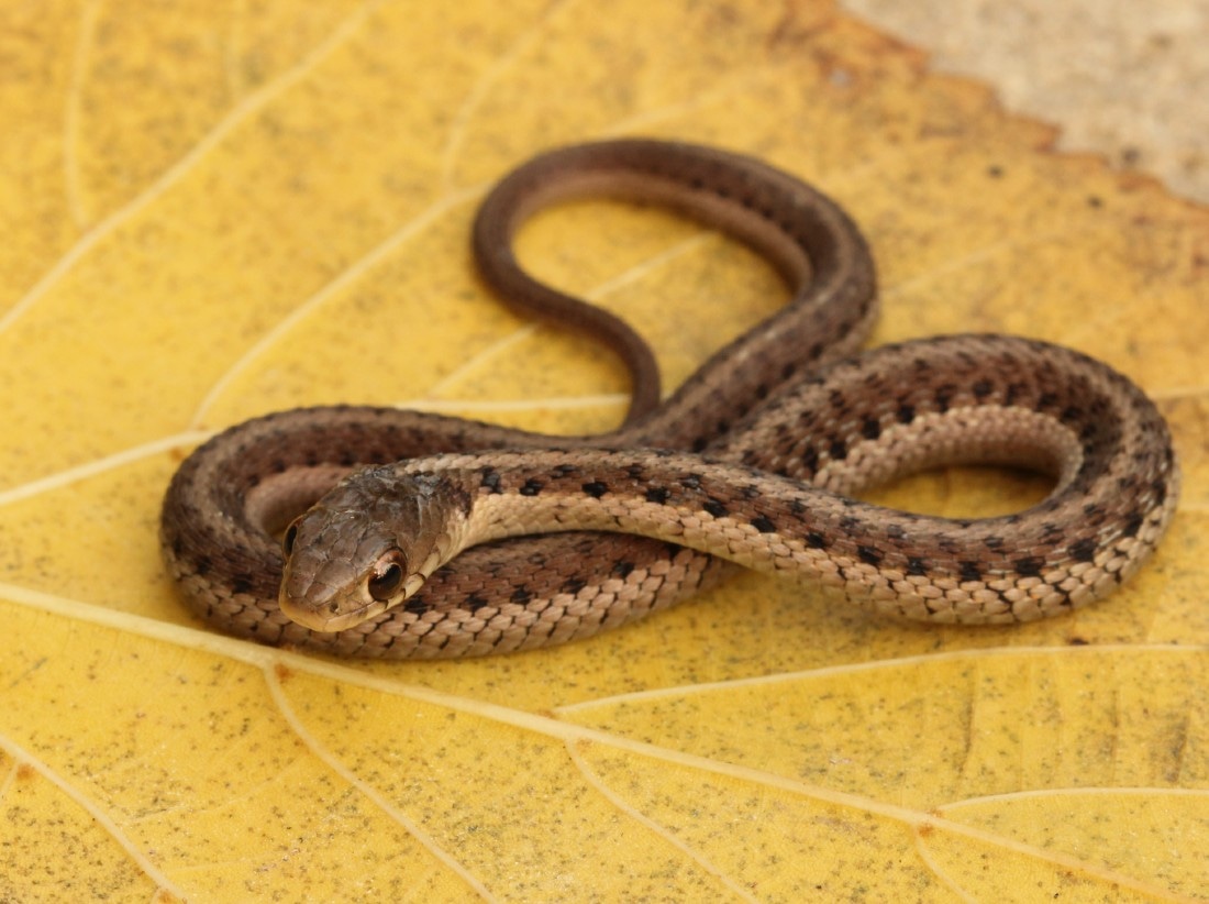 Het For Melanistic Eastern Garter Snake by Third Eye Herptile ...