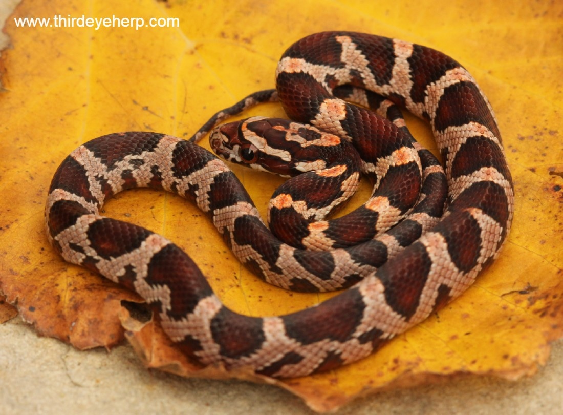 Normal Corn Snake by Third Eye Herptile Propagation - MorphMarket