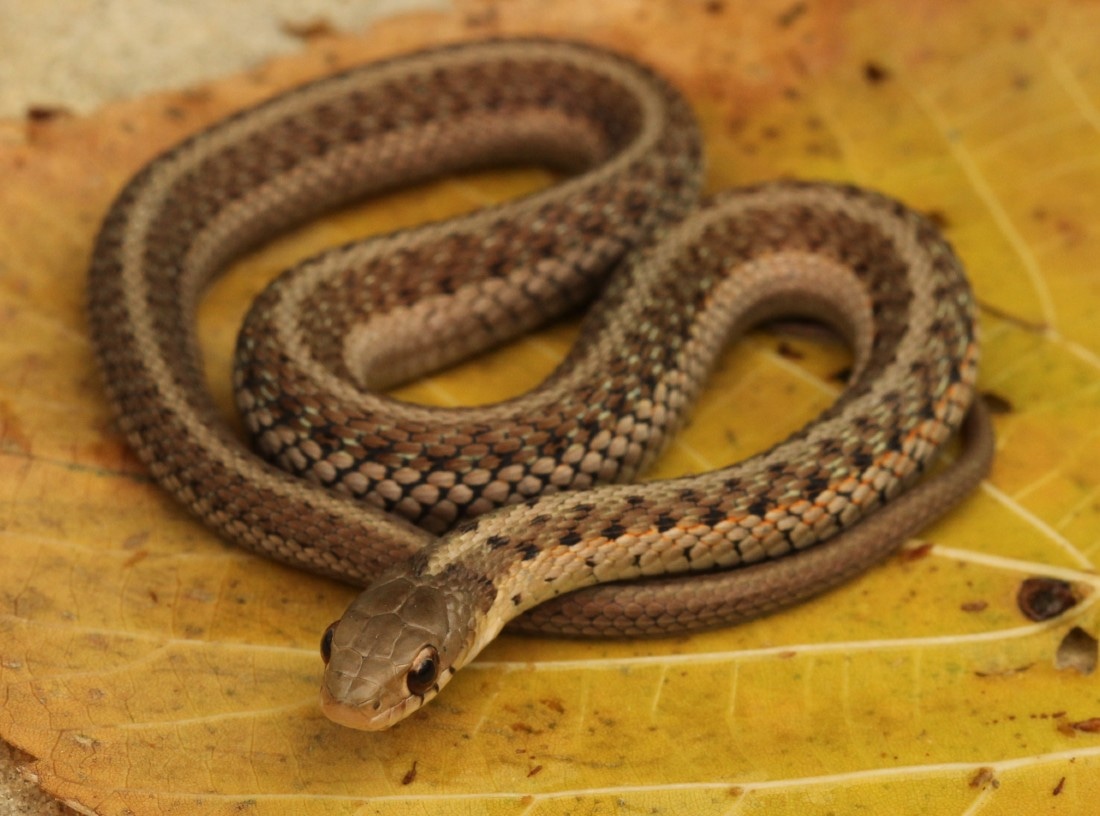 Het For Melanistic Eastern Garter Snake by Third Eye Herptile ...