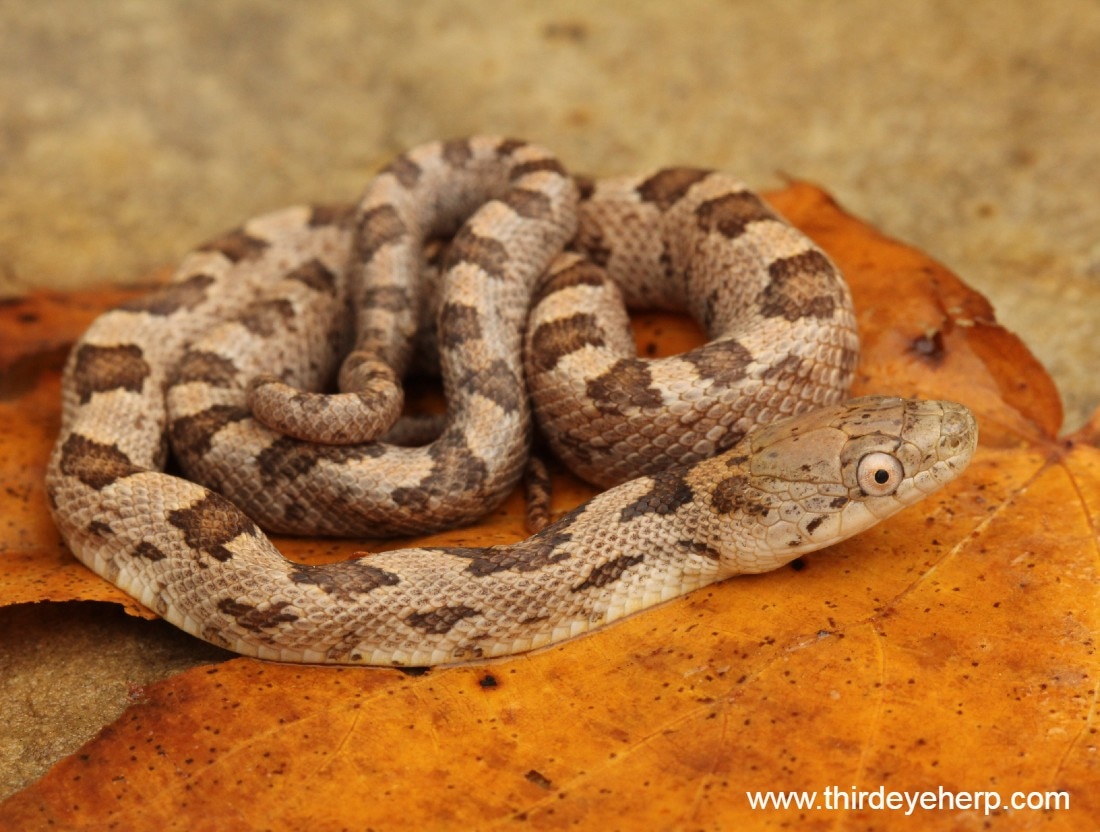 South Florida Yellow Eastern Rat Snake by Third Eye Herptile ...
